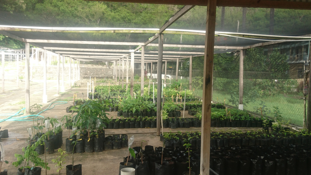 500 Mango Scions Delivered to Barbados! - Trees That Feed Foundation