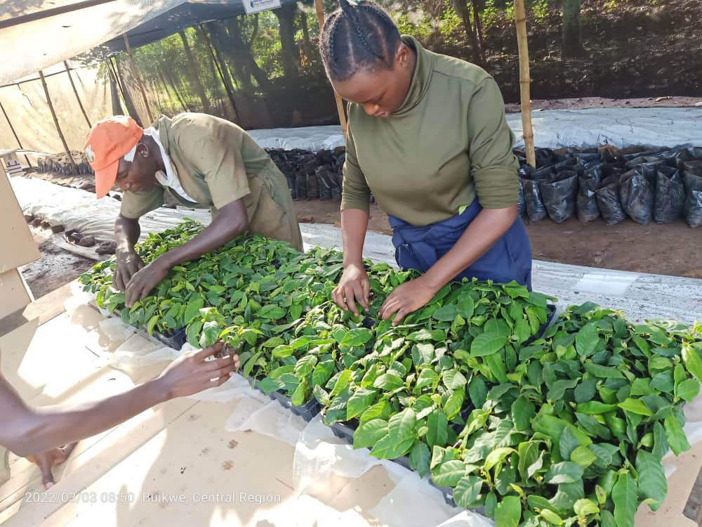500 Breadfruit Trees Arrive in Uganda! - Trees That Feed Foundation