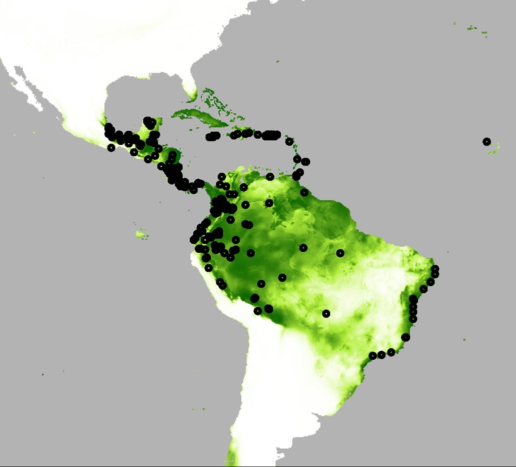 Breadfruit: A Solution to World Hunger? - Trees That Feed Foundation