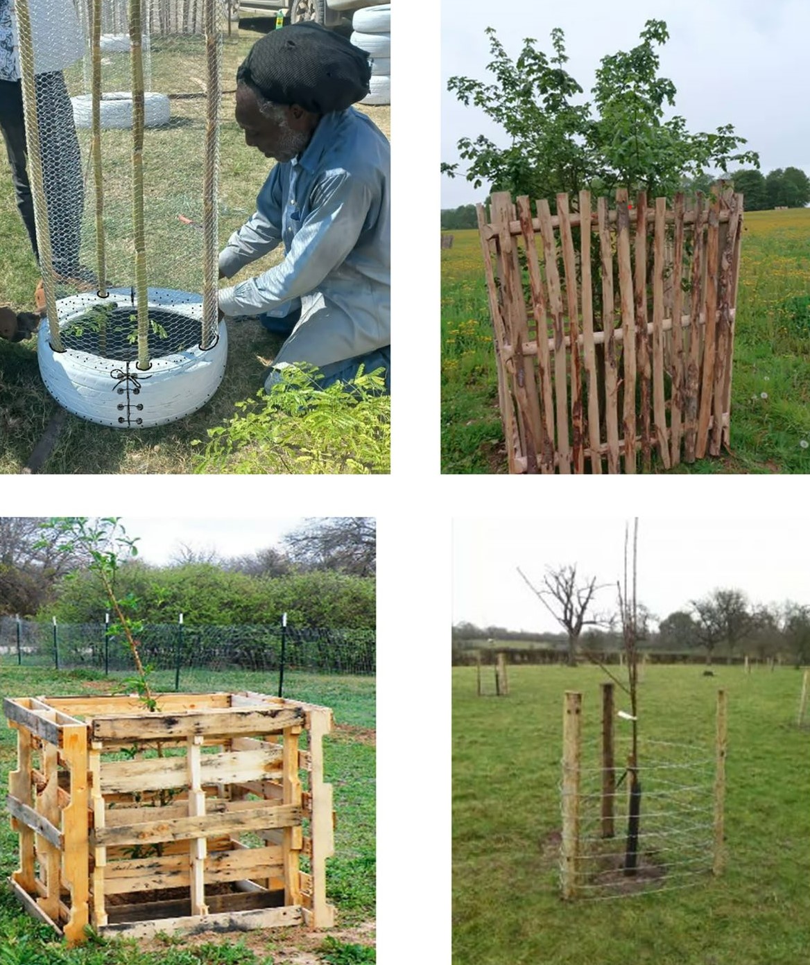 Tree Care - Trees That Feed Foundation