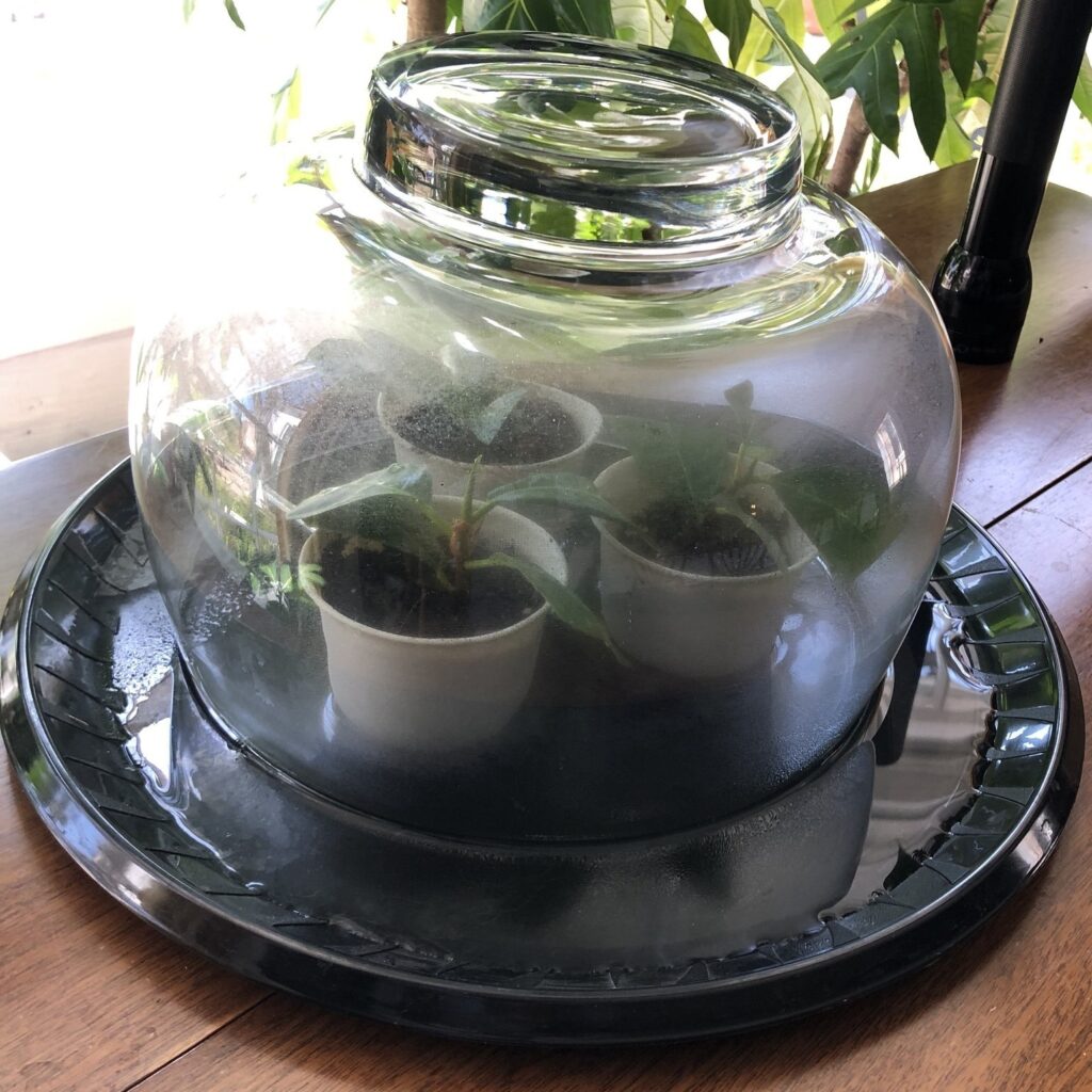 Propagating Breadfruit: An Experiment - Trees That Feed Foundation