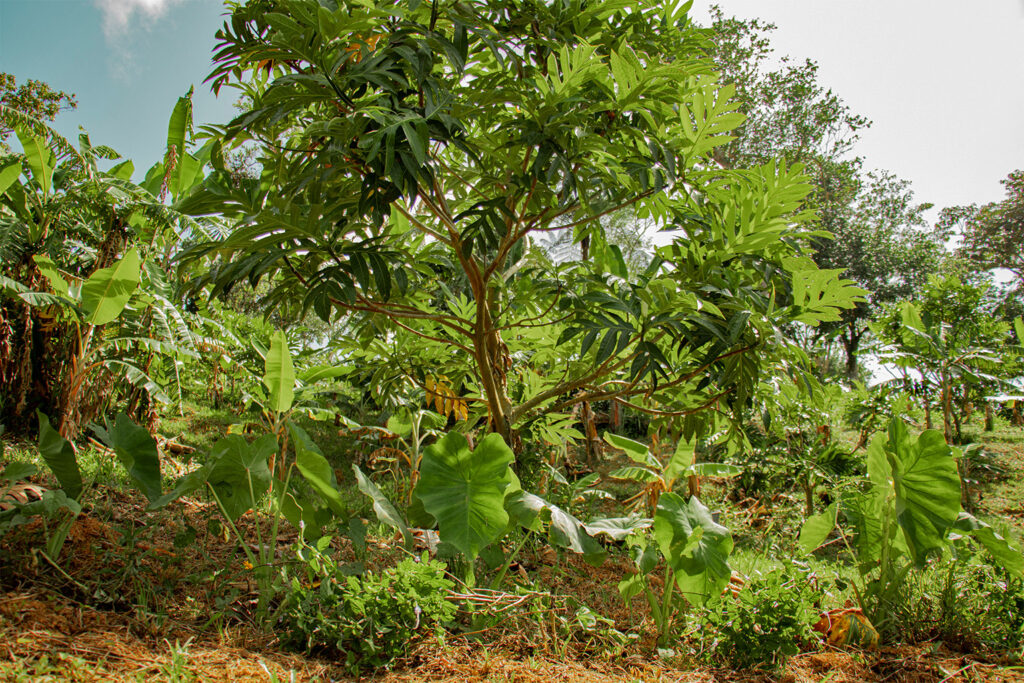 More Press for ‘Pana’ - Trees That Feed Foundation