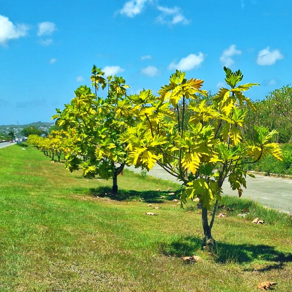 Breadfruit in Barbados: A Dramatic Transformation - Trees That Feed ...