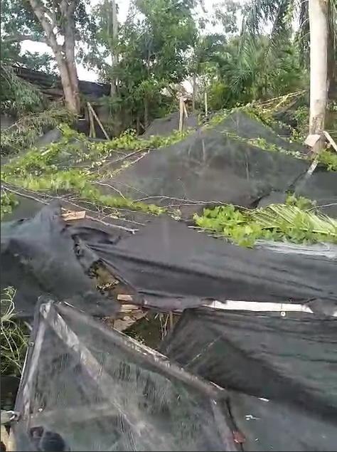 Resilience and Recovery after Hurricane Beryl - Trees That Feed Foundation