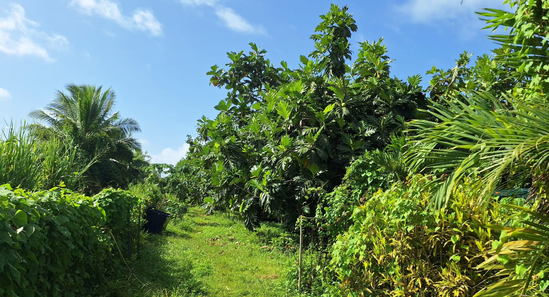 Visiting Guadeloupe and Saba - Trees That Feed Foundation