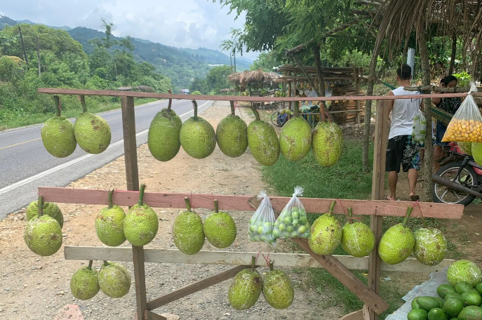 WIRED says: Breadfruit Is Here to Save the World! - Trees That Feed ...