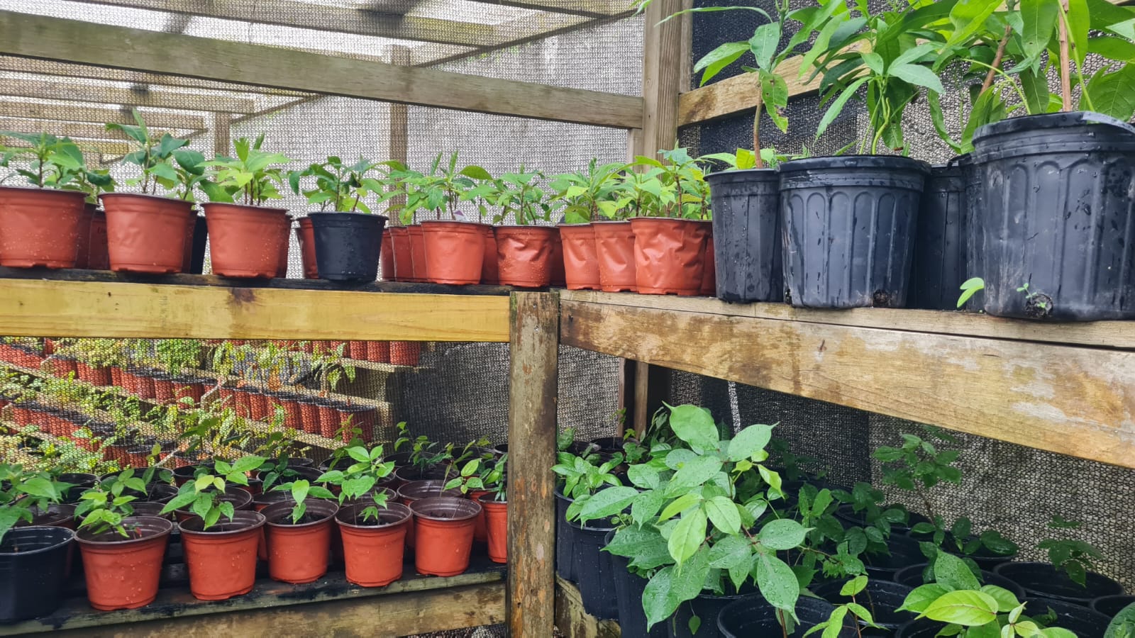 Breadfruit Trees to Saba and Statia - Trees That Feed Foundation