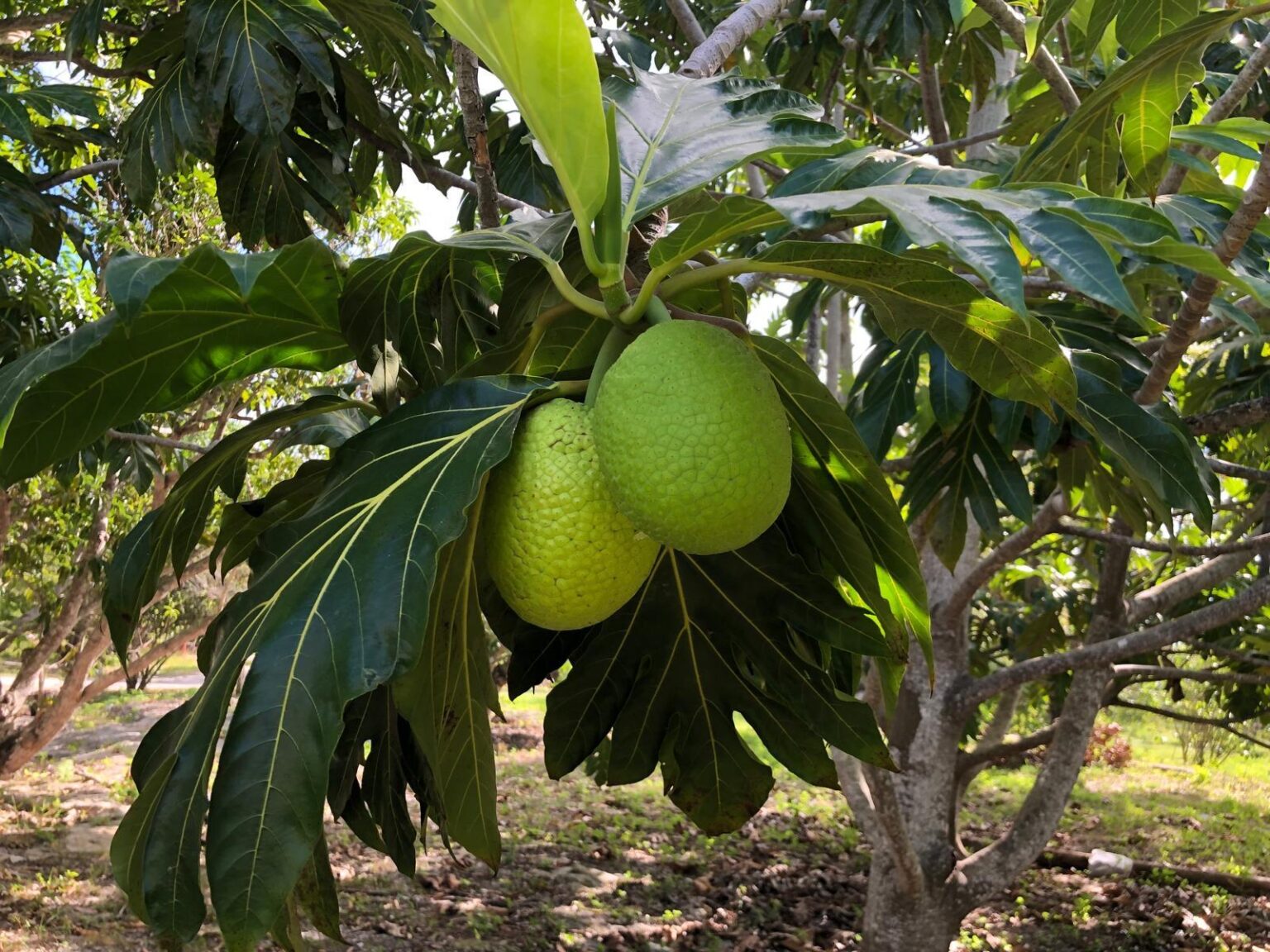 Hurricane Relief Efforts in the Bahamas Bear Fruit - Trees That Feed ...