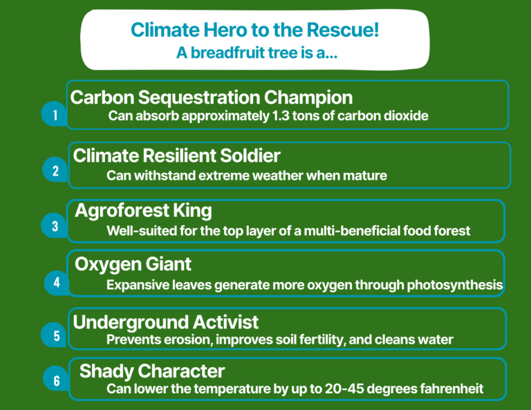 Breadfruit: The Super Tree That Feeds, Employs, and Heals the Earth ...