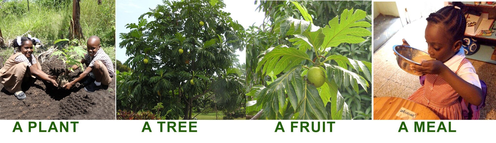 Breadfruit: The Super Tree That Feeds, Employs, and Heals the Earth ...