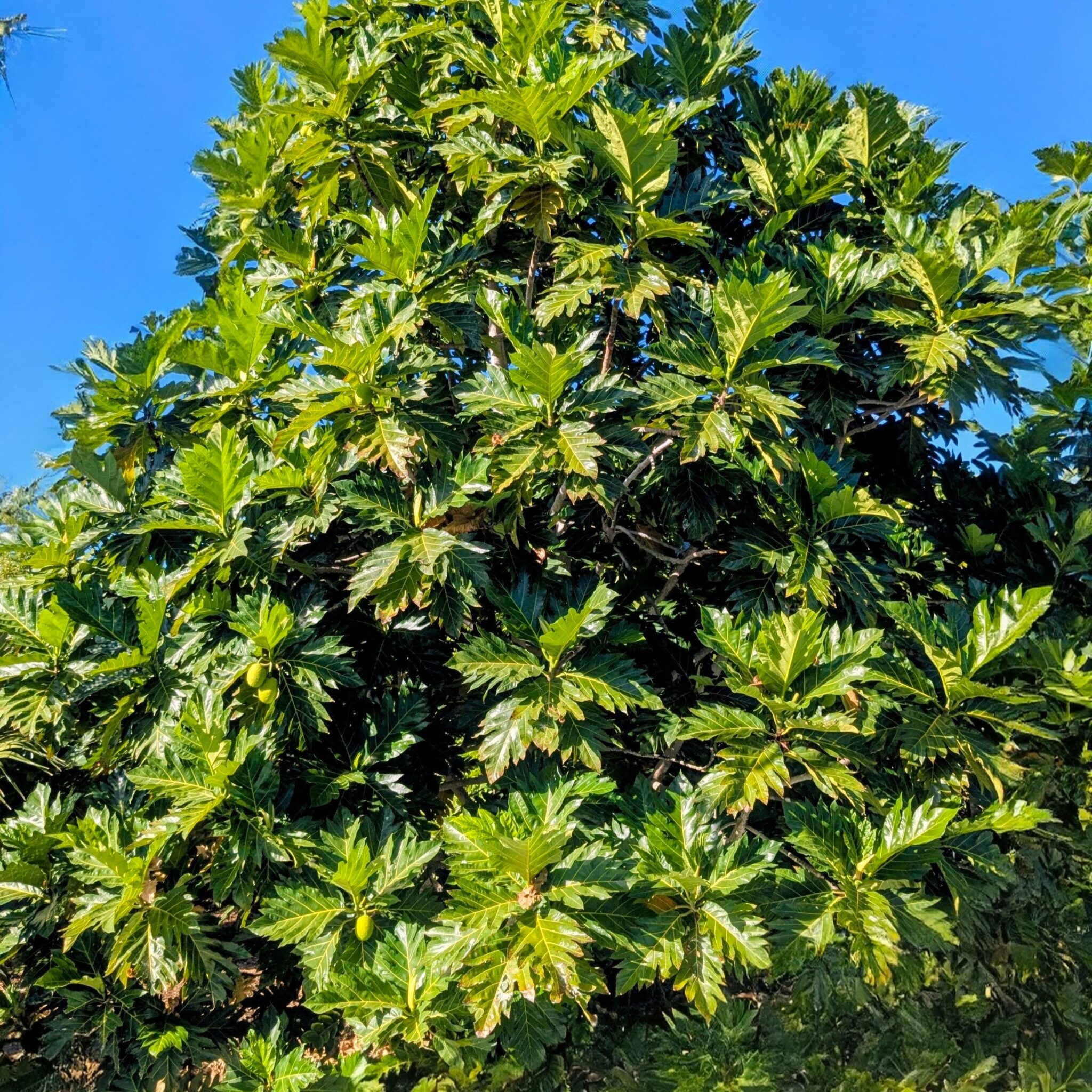 A Visit to Grimal Grove: Breadfruit Resilience in the Florida Keys - Trees That Feed Foundation